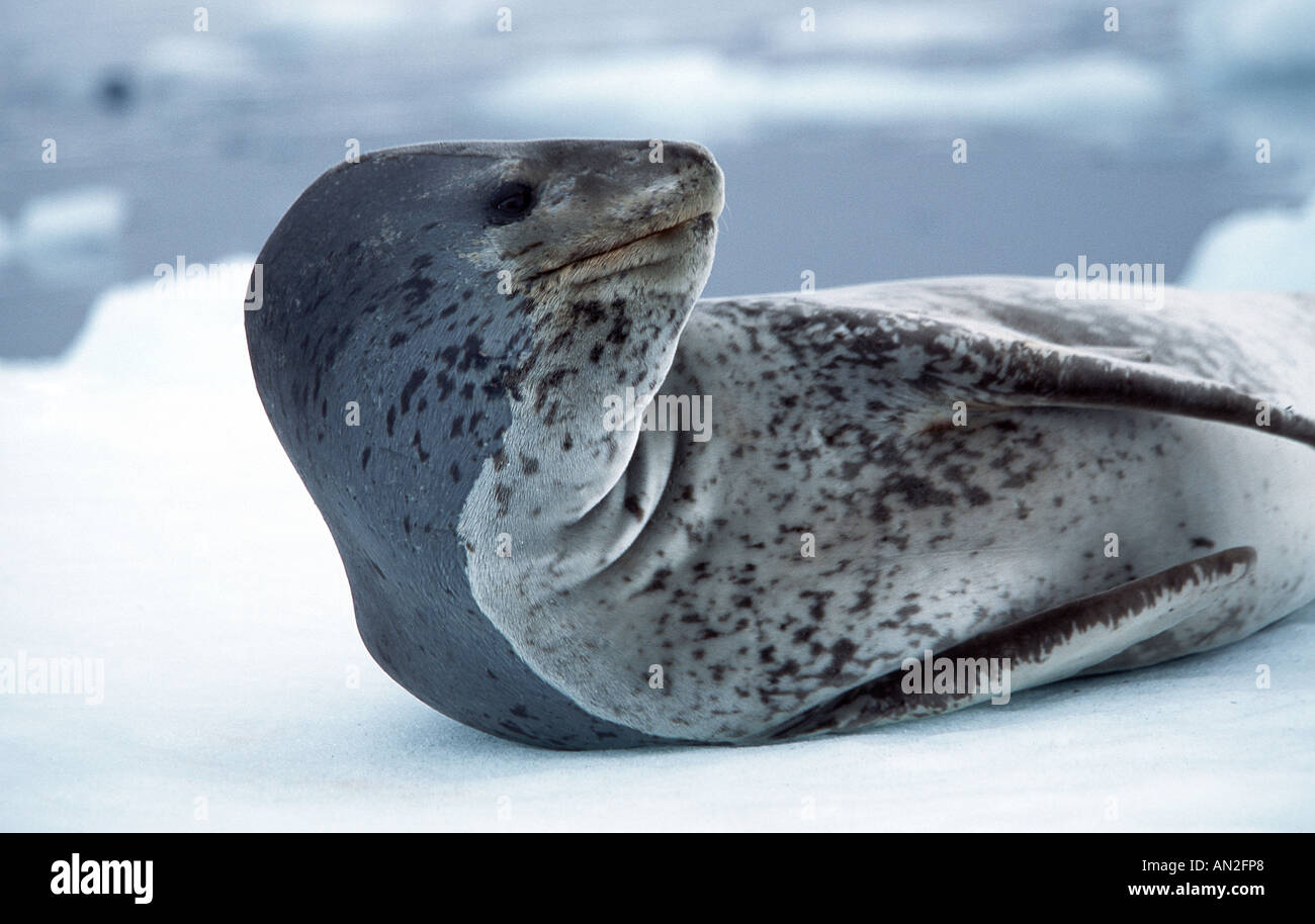 leopard seal (Hydrurga leptonyx), resting, Antarctica Stock Photo - Alamy