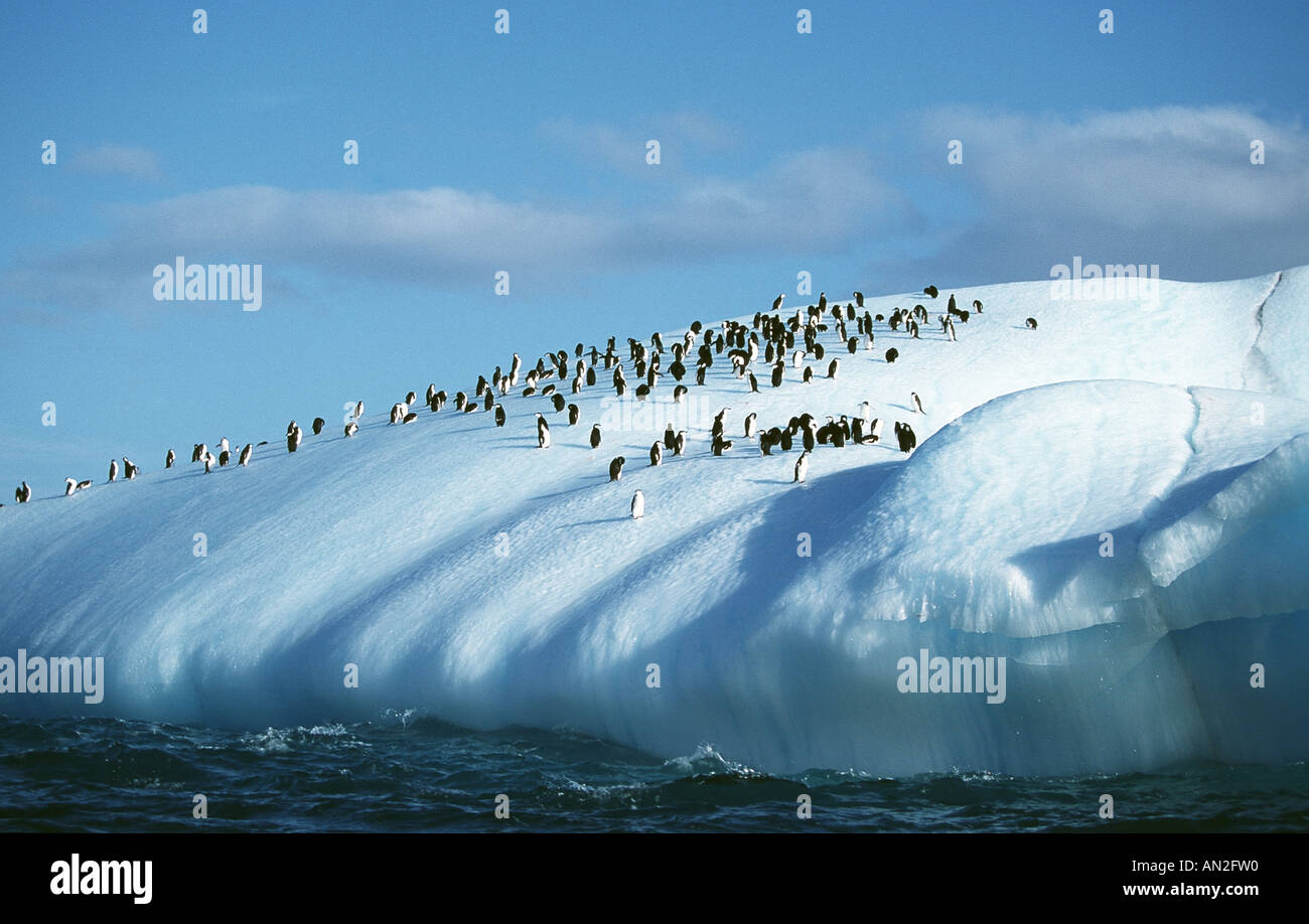 bearded penguin, chinstrap penguin (Pygoscelis antarctica), colony on ...