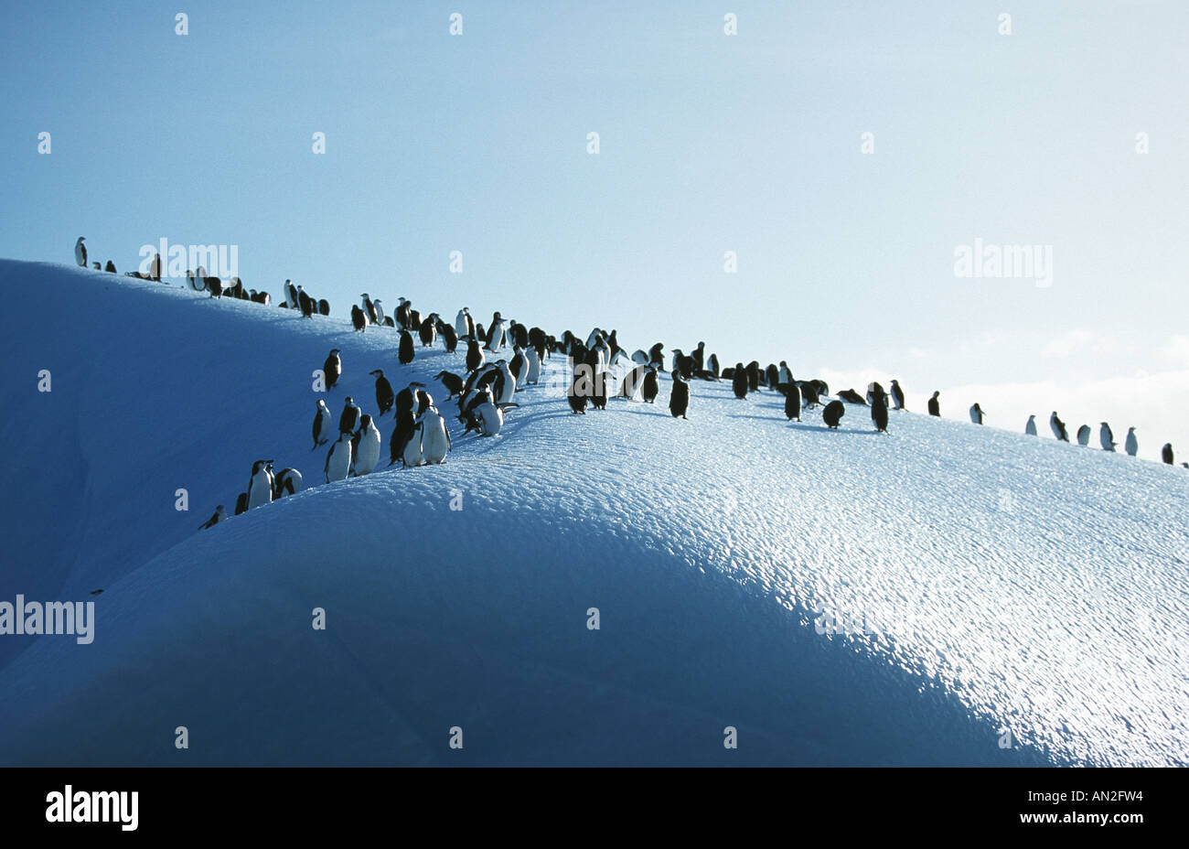 bearded penguin, chinstrap penguin (Pygoscelis antarctica), colony on ...