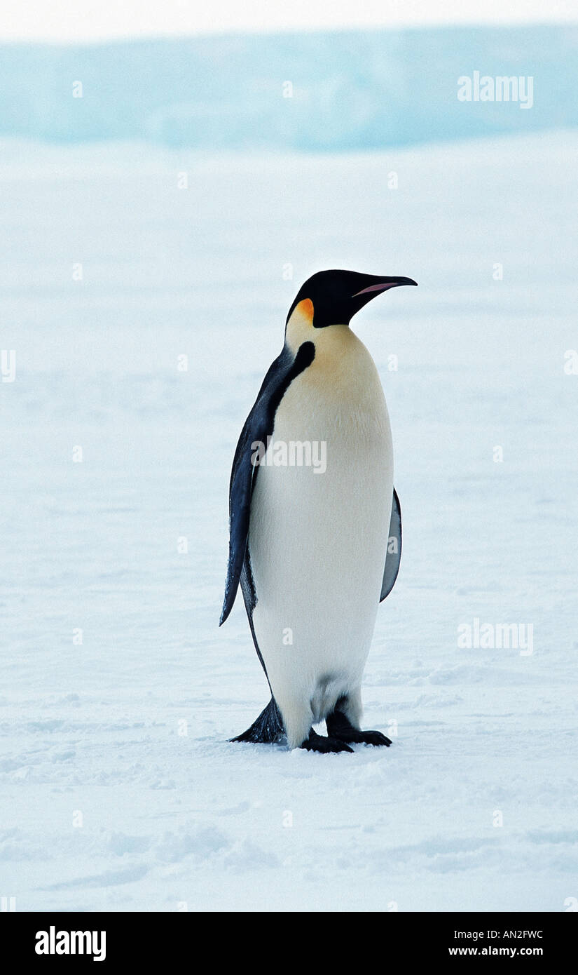 emperor penguin (Aptenodytes forsteri), single individual, standing ...