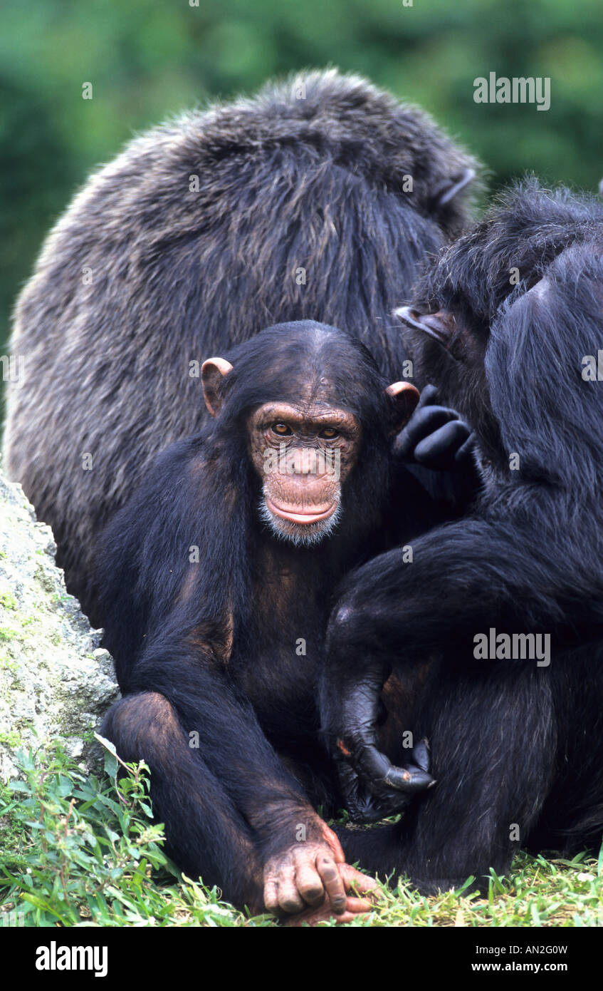 Gemeiner schimpanse hi-res stock photography and images - Alamy