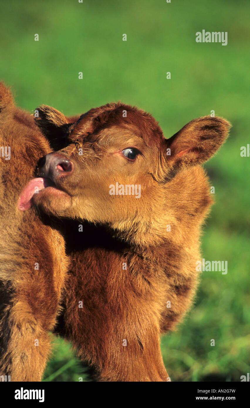 Milchkuh kalb hi-res stock photography and images - Alamy