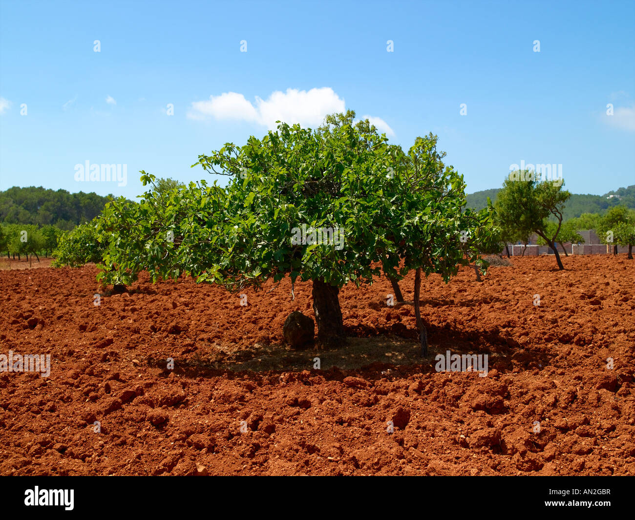 Fig tree hi-res stock photography and images - Alamy
