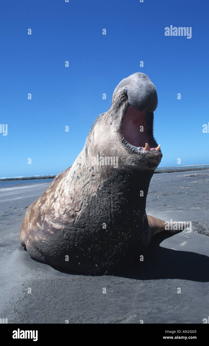 Roaring southern elephant seal bull hi-res stock photography and images ...