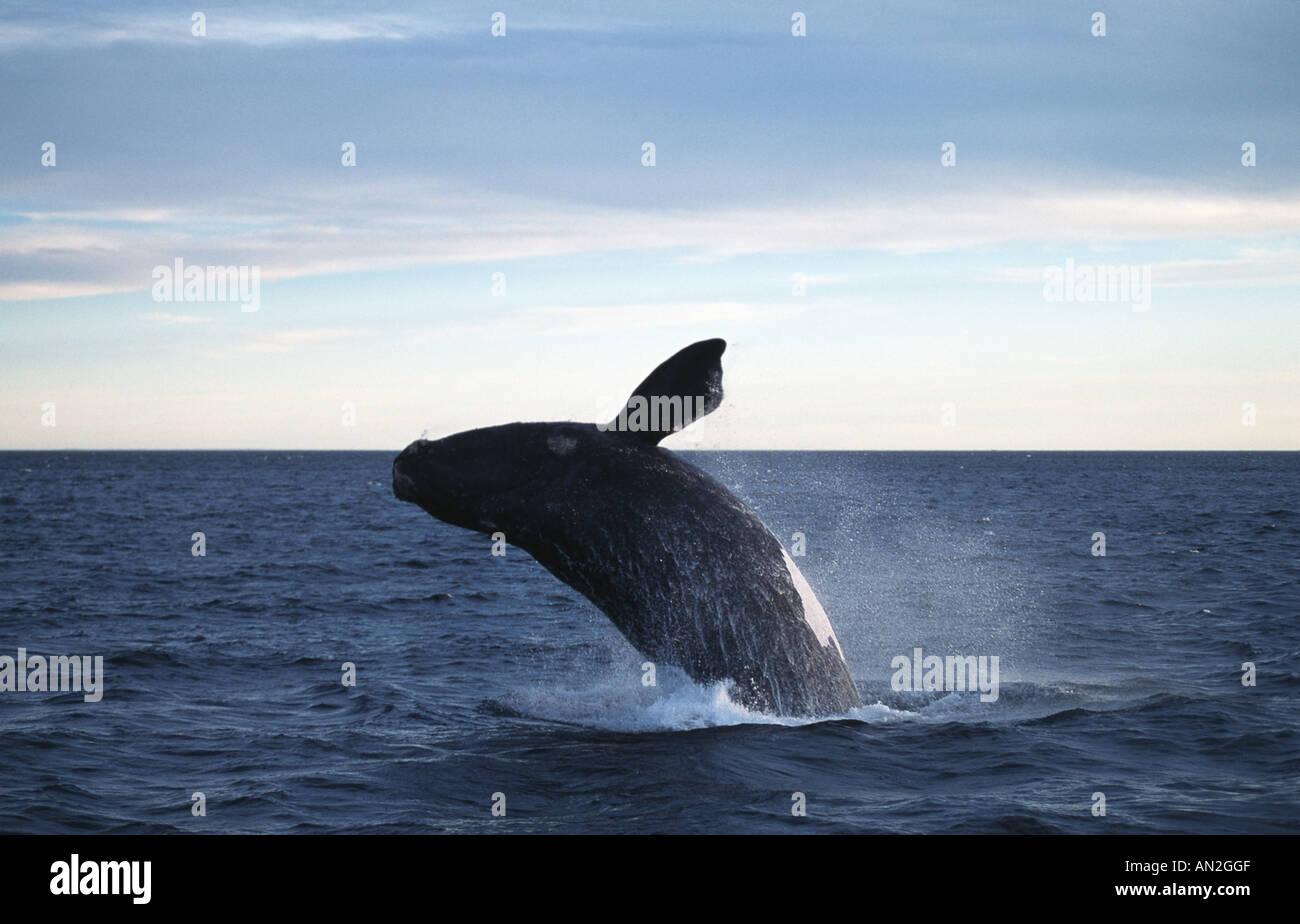 southern right whale (Eubalaena australis, Balaena glacialis australis ...