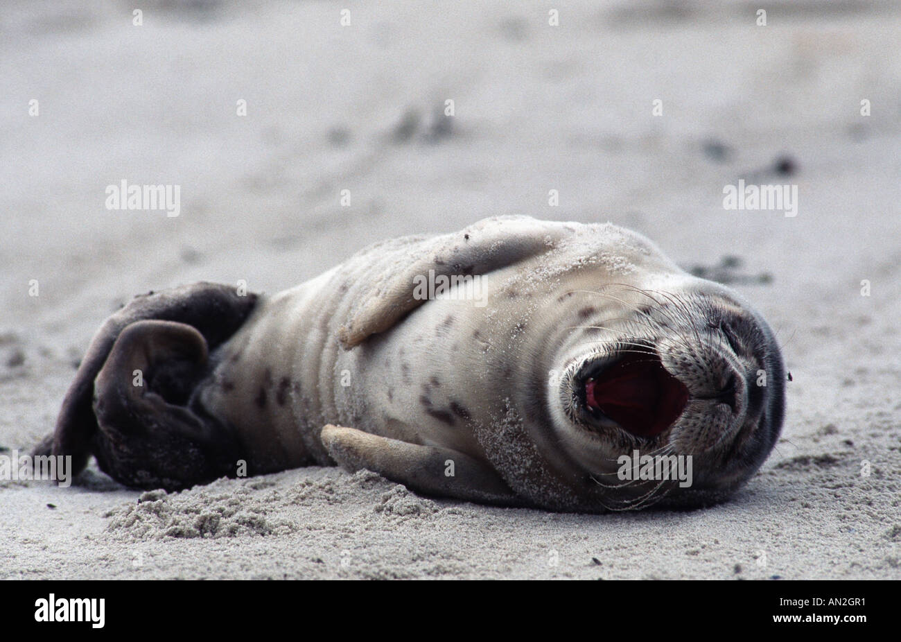 Harbor seals open mouth hi-res stock photography and images - Alamy