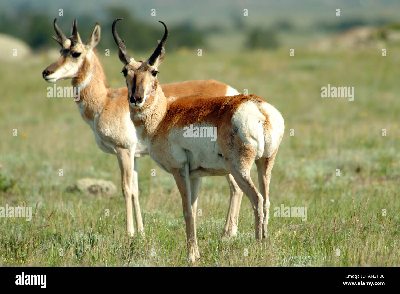 Antelop Stock Photos & Antelop Stock Images - Alamy