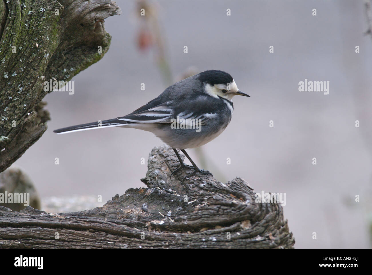 Wagtail Pied Wagtail Motacilla alba resident bird of the UK Stock Photo ...