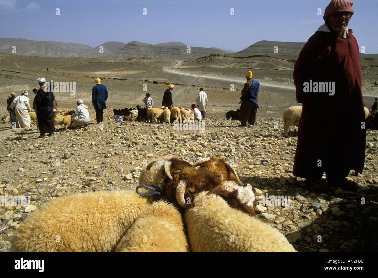 Tied up sheep hi-res stock photography and images - Alamy
