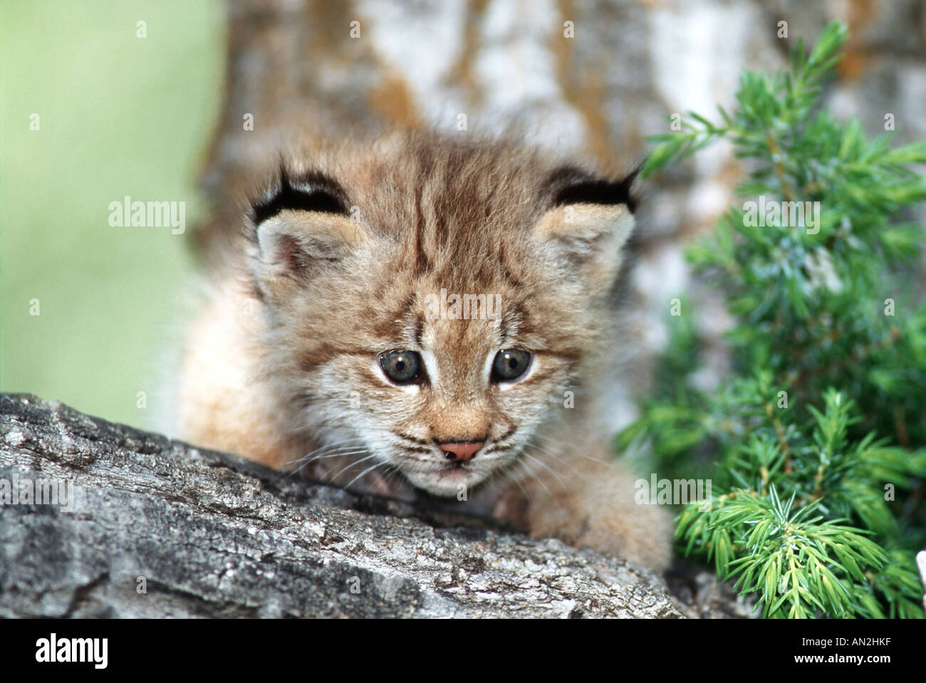 bobcat (Lynx rufus), young, USA, Montana Stock Photo - Alamy