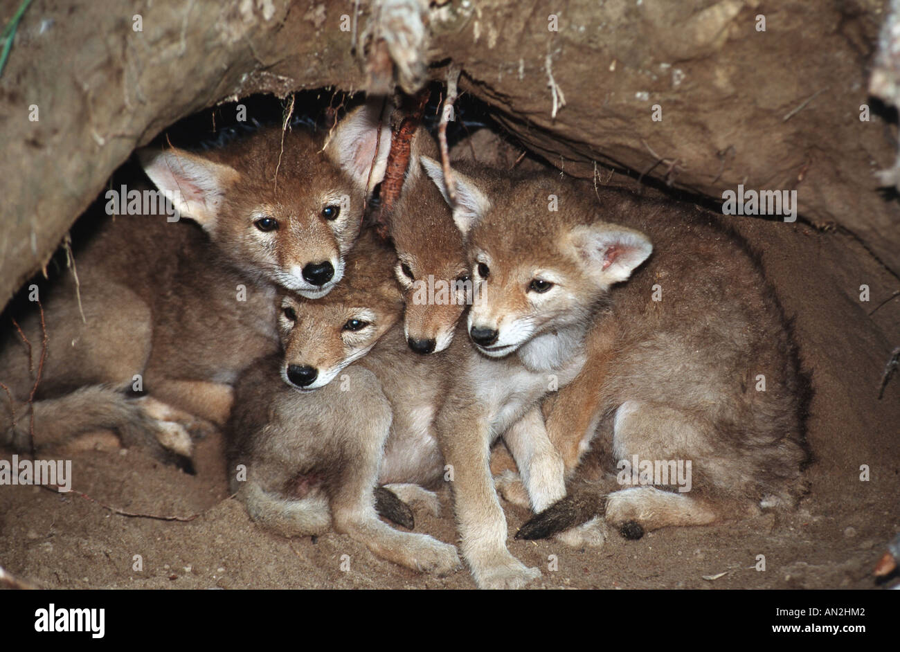coyote (Canis latrans), puppies in the den, USA, Montana Stock Photo ...