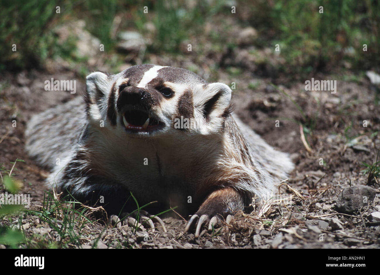 Angry American Badger