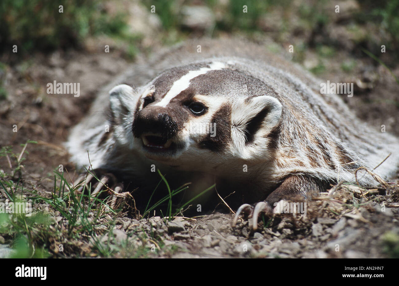 North American badger (Taxidea taxus), female, USA, Montana Stock Photo ...