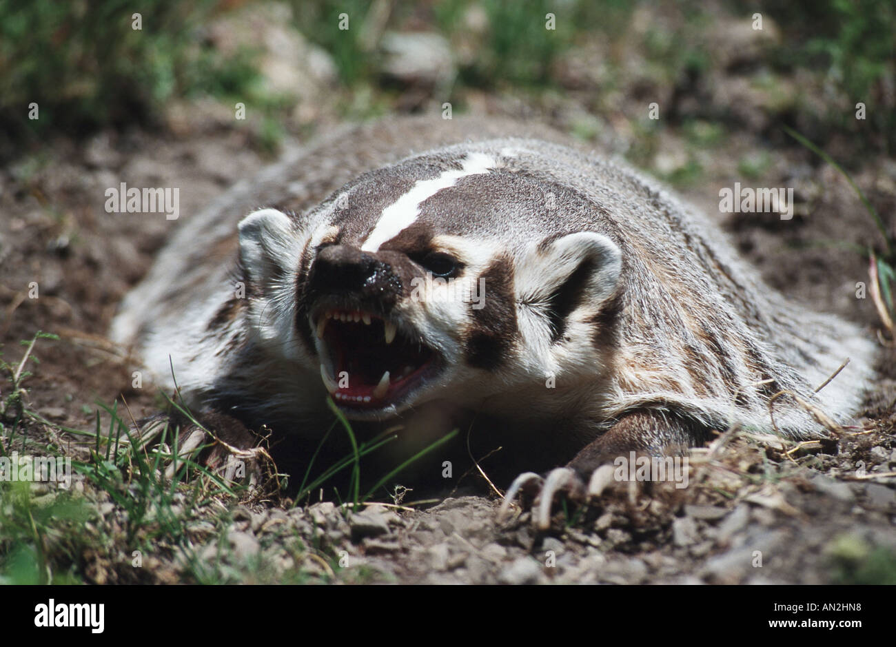Badgers In North America