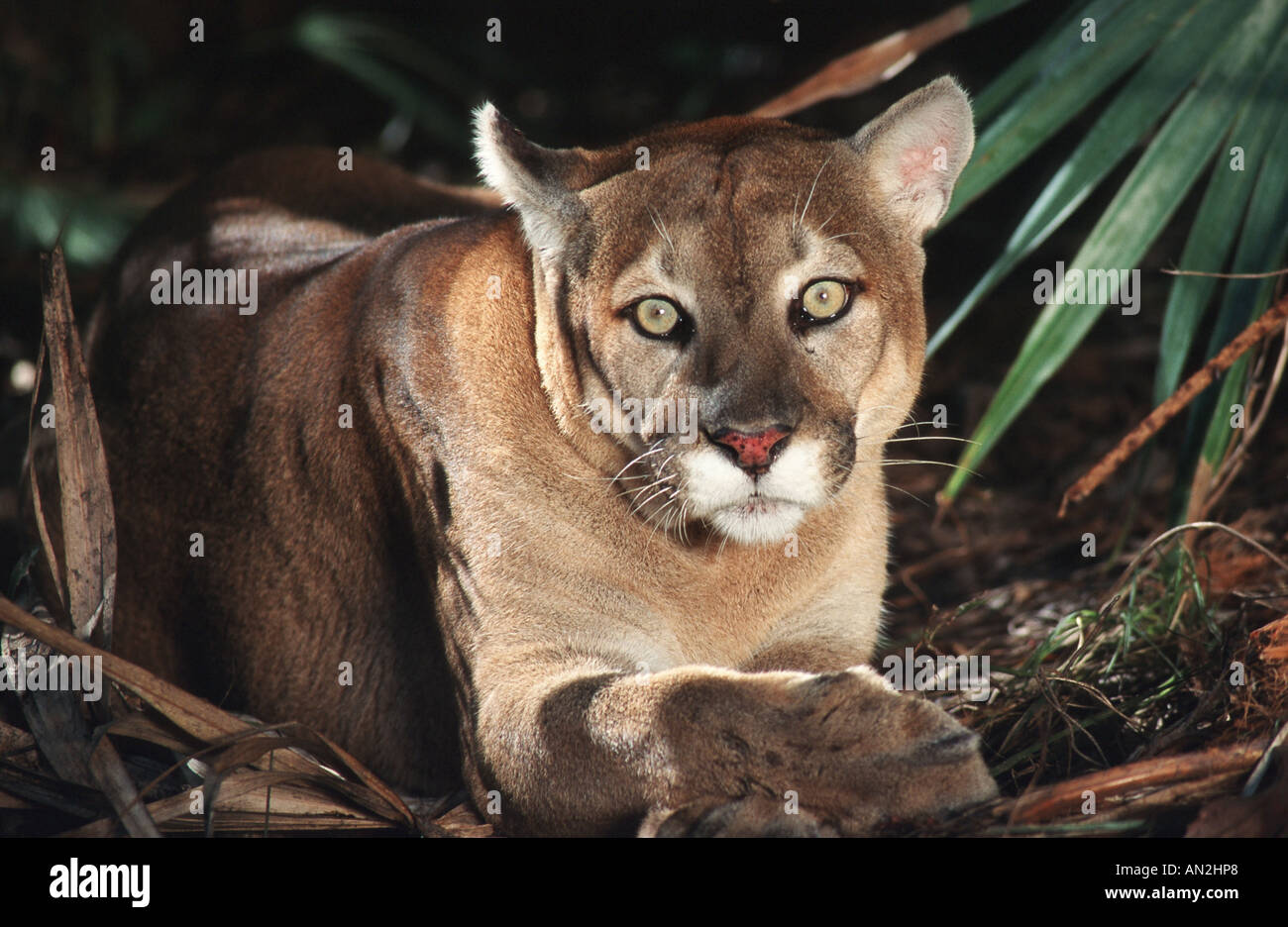 puma, mountain lion, cougar (Puma concolor, Profelis concolor), resting ...