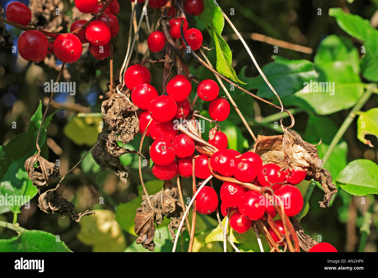 Plants, Autumn Berries Stock Photo - Alamy