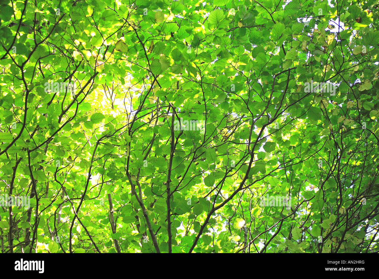 Leaves, Trees, Leaves Stock Photo - Alamy