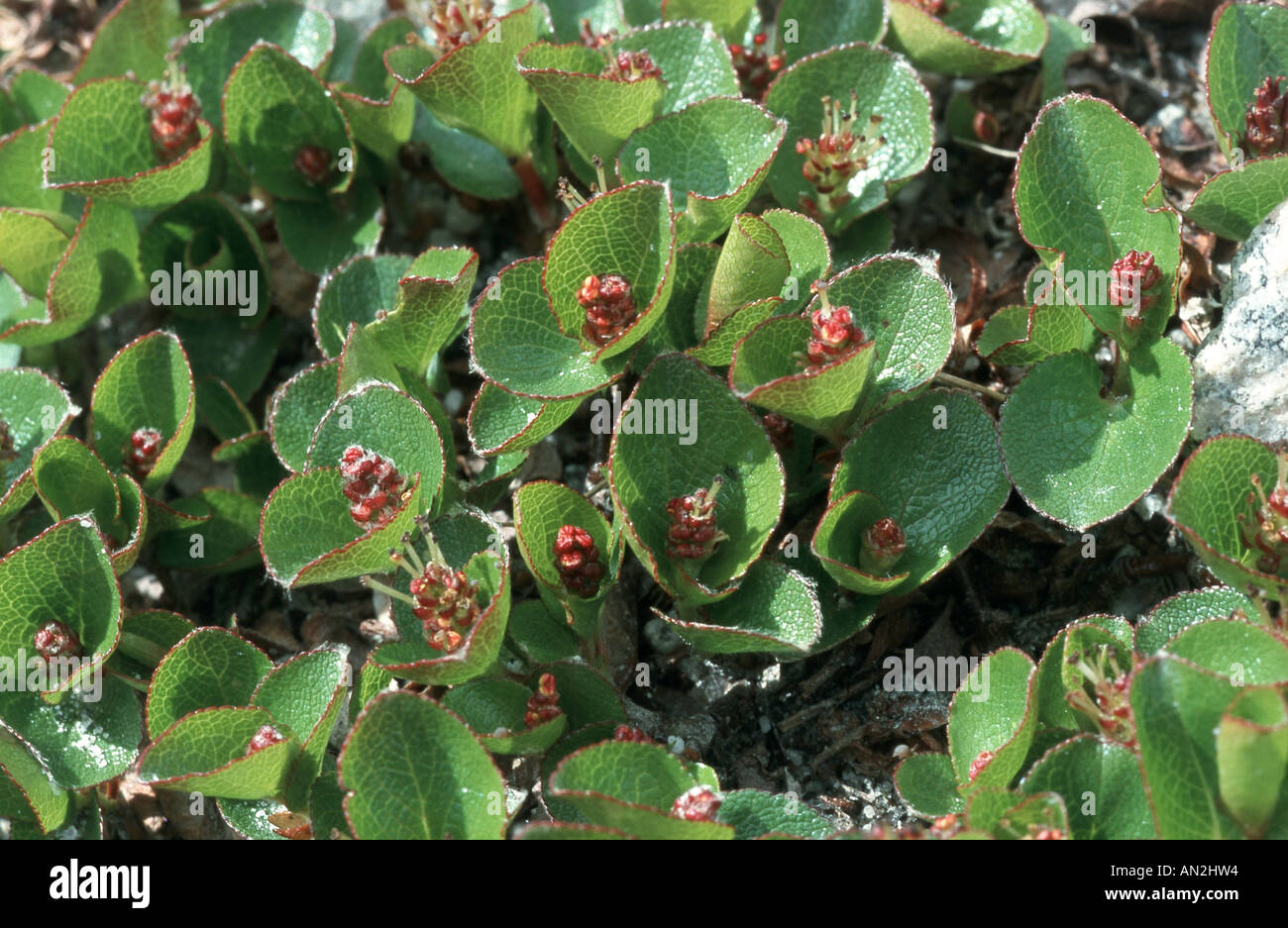 dwarf willow (Salix herbacea), blooming, Norway Stock Photo - Alamy