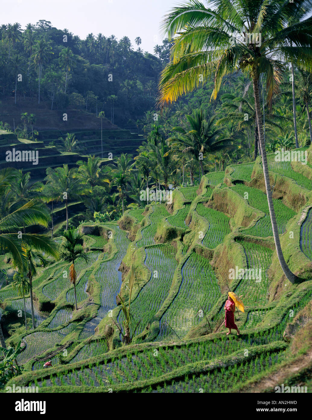 Ubud / Rice Terraces, Bali, Indonesia Stock Photo - Alamy