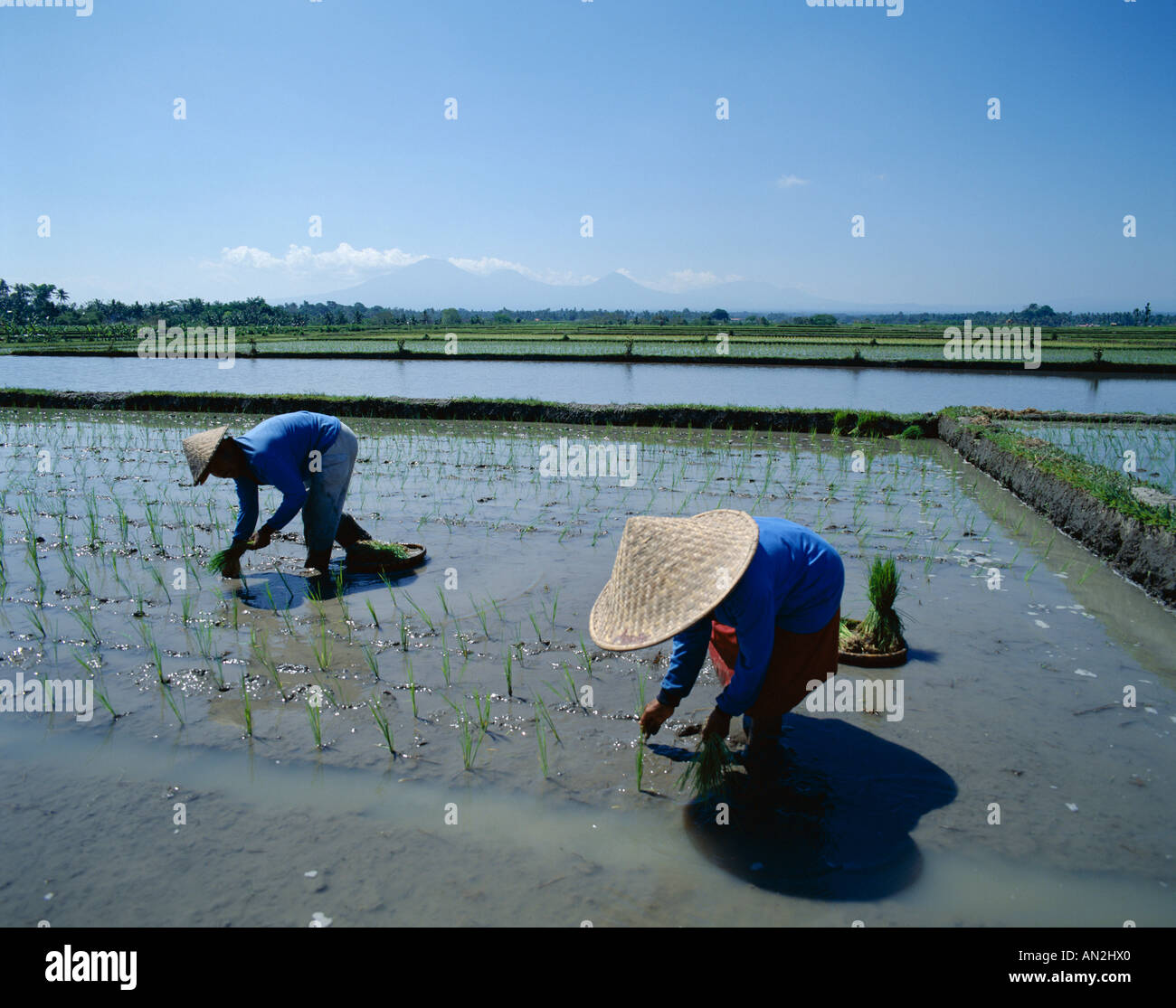 Rice Fields / Farmers / Man and Woman Rice Planting, Bali, Indonesia ...