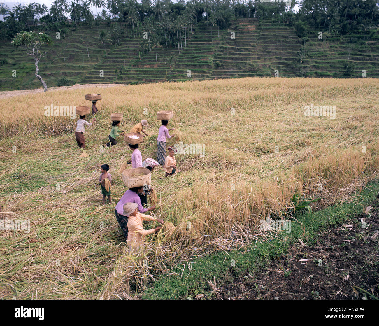 Indonesian women farmers hi-res stock photography and images - Alamy