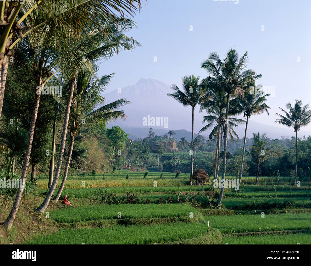 Tetebatu / Rice Fields & Mount Rinjani (Gunung Rinjani) in Background ...