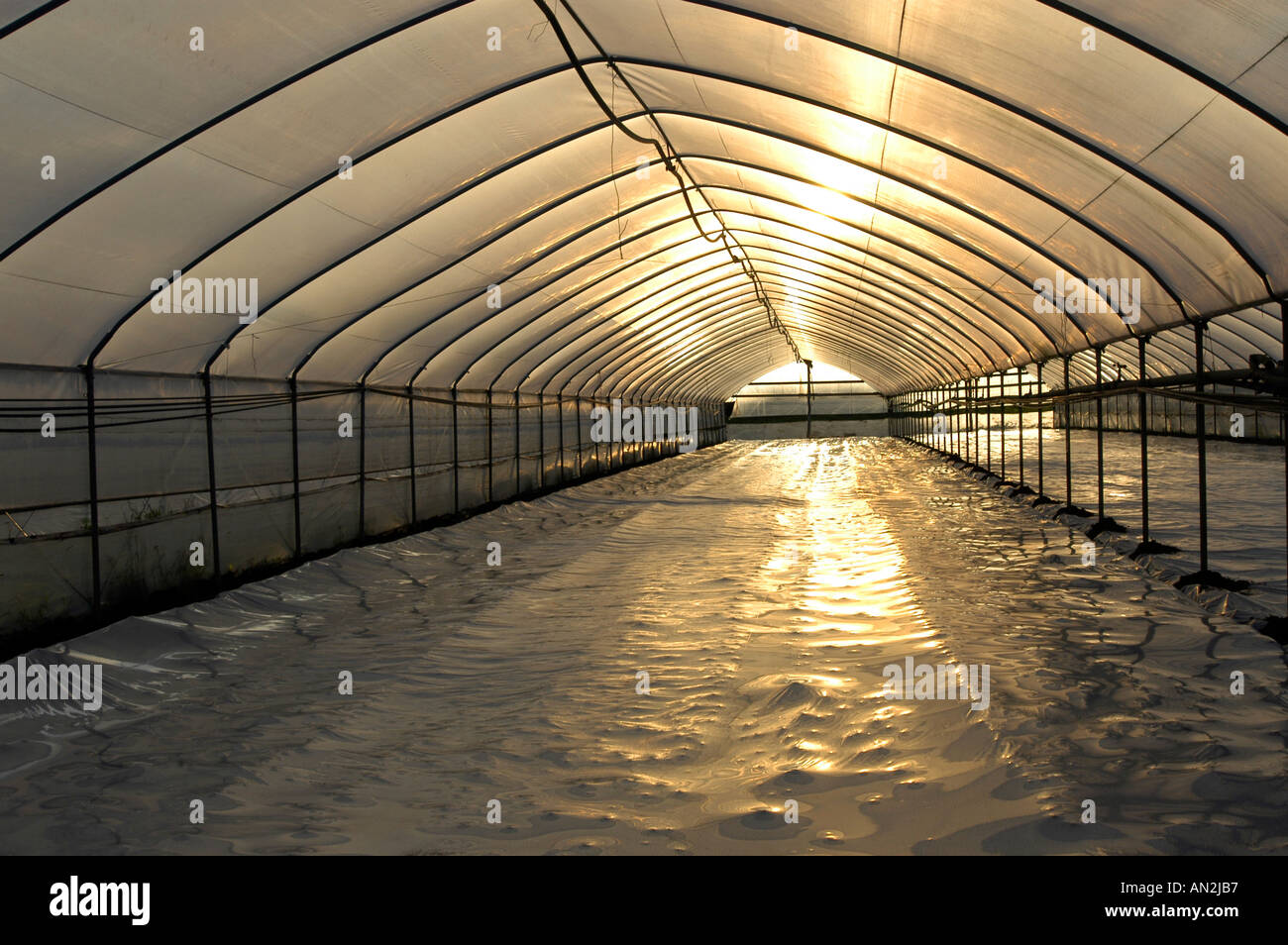 A greenhouse interior using soil solarization technique Italy Stock ...