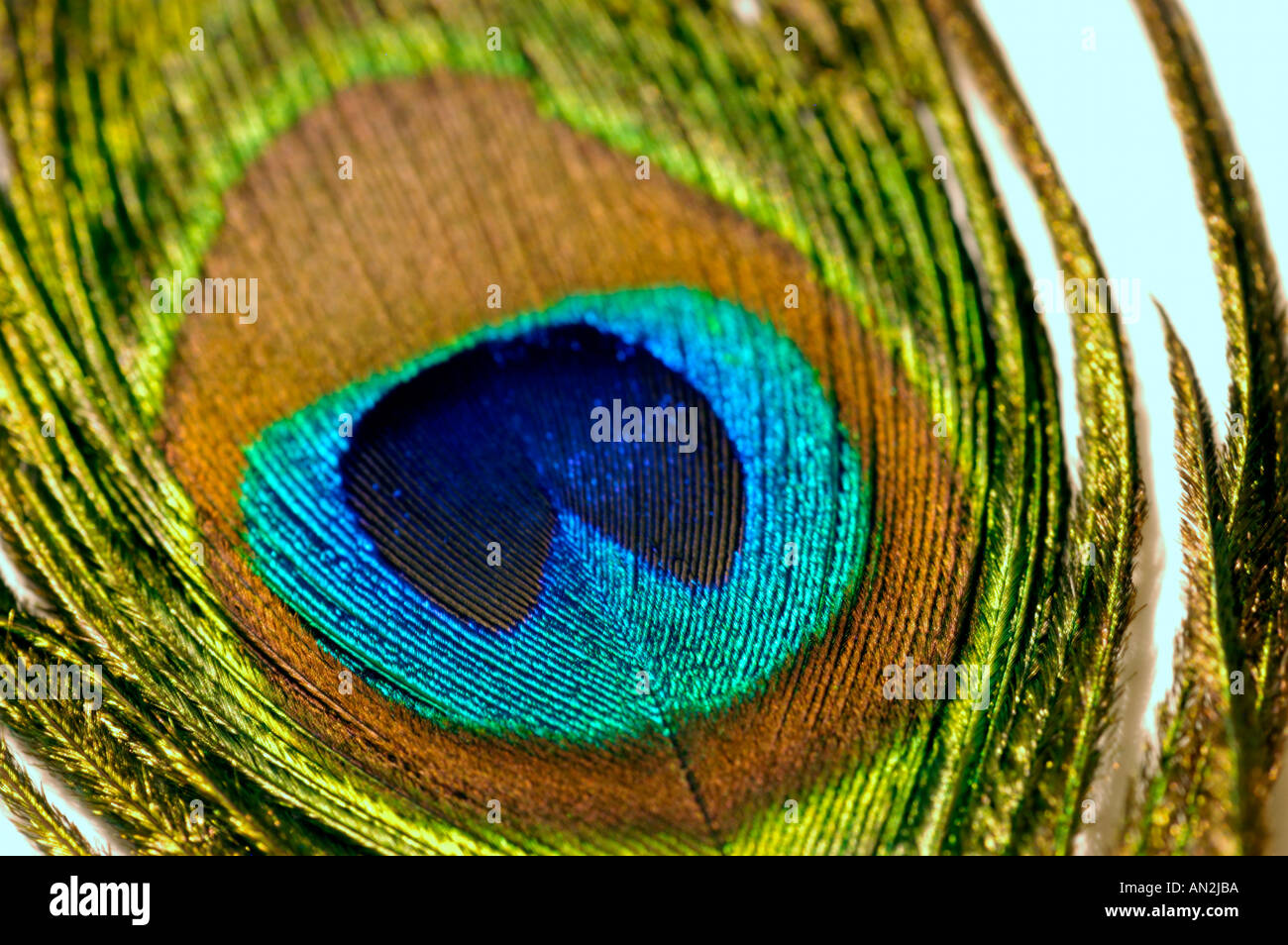 Peacock Feather Art High Resolution Stock Photography and Images - Alamy