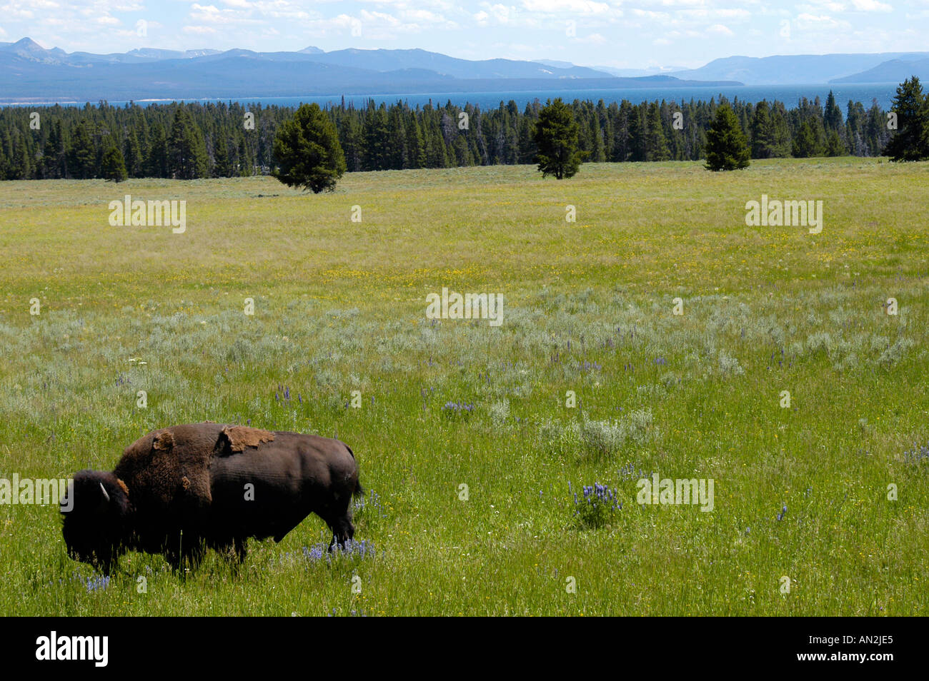 A buffalo in a open field Yellowstone National Park Wyoming USA Stock ...