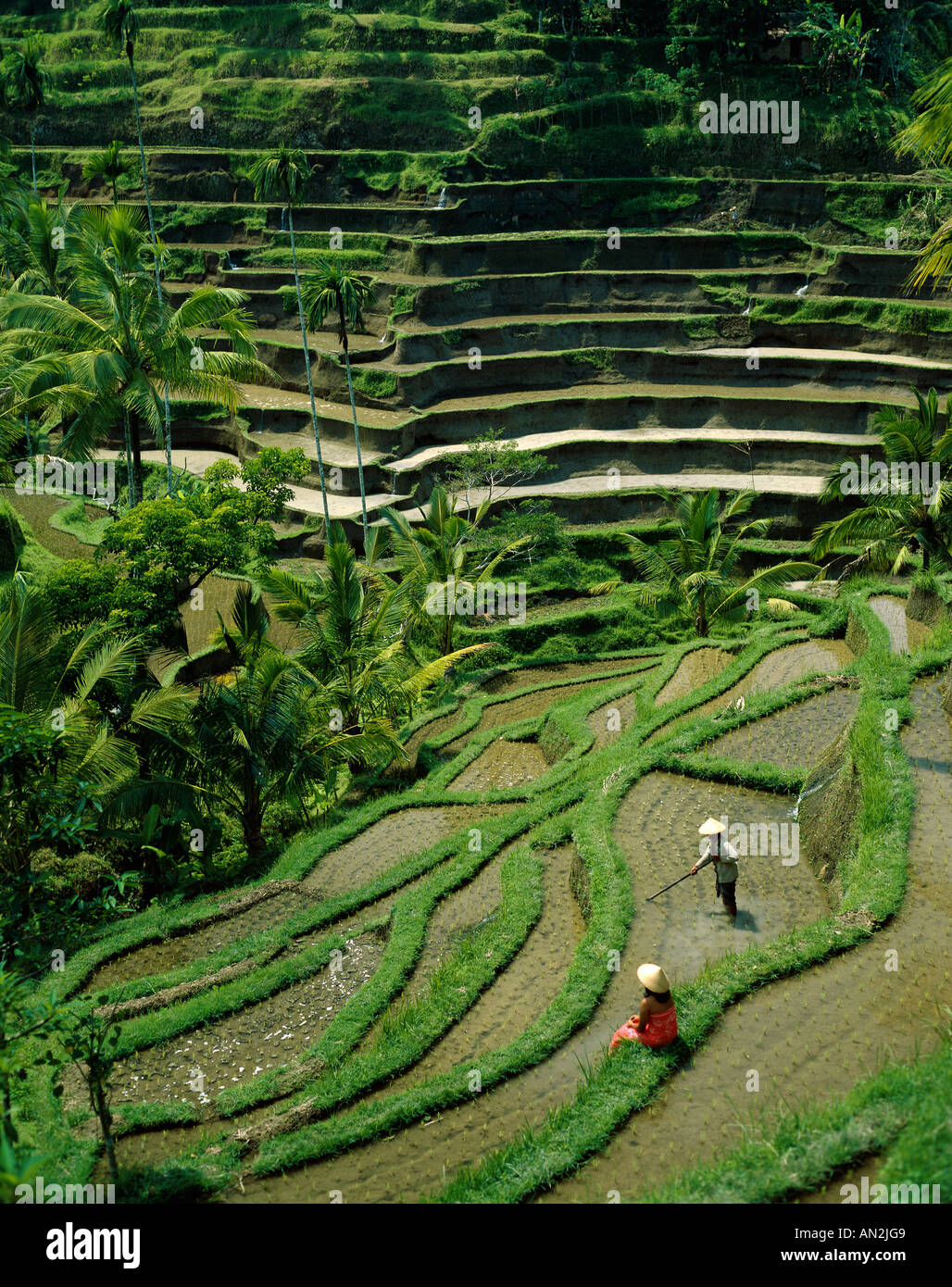 Ubud / Rice Terraces, Bali, Indonesia Stock Photo - Alamy