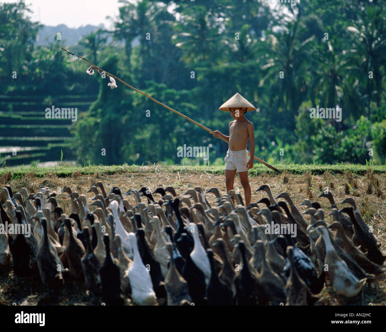 Farming Scene / Young Boy / Child Duck Herding , Bali, Indonesia Stock ...