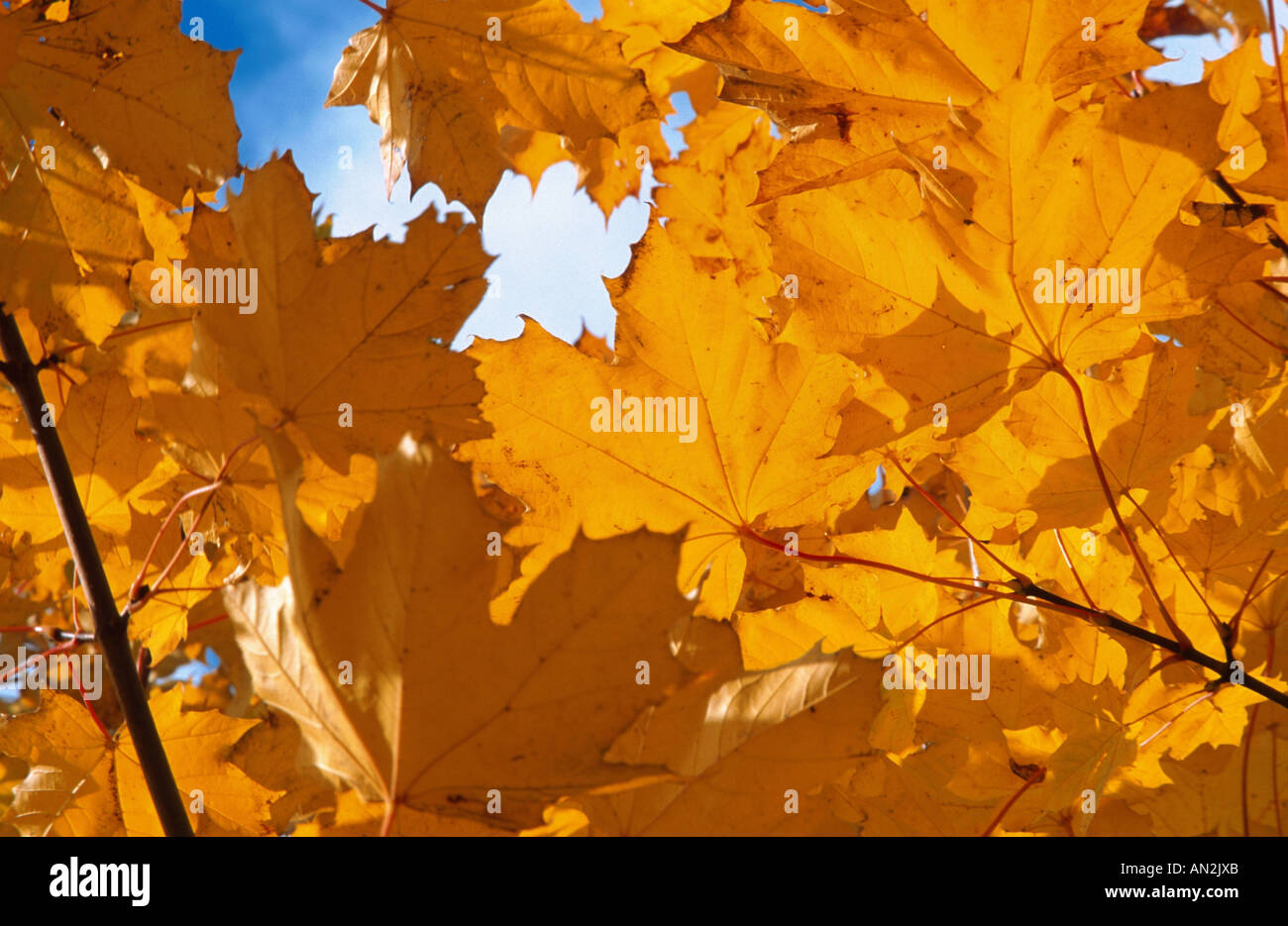 Trident maple tree hi-res stock photography and images - Alamy