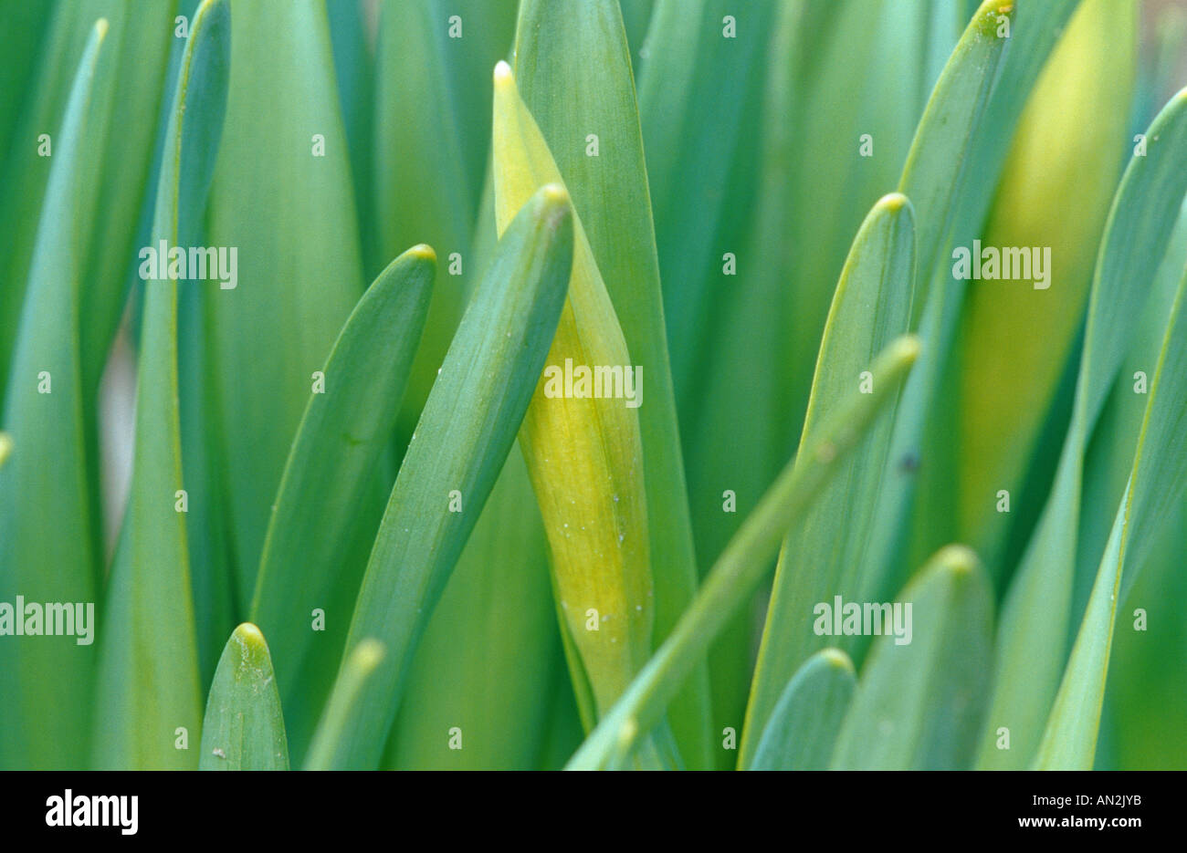 common daffodil (Narcissus pseudonarcissus), leaves Stock Photo - Alamy