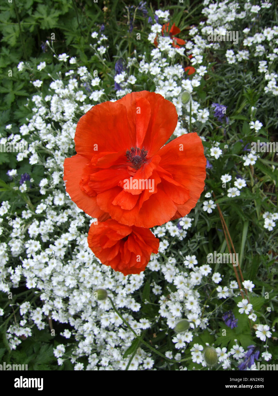 Poppies and war hi-res stock photography and images - Alamy