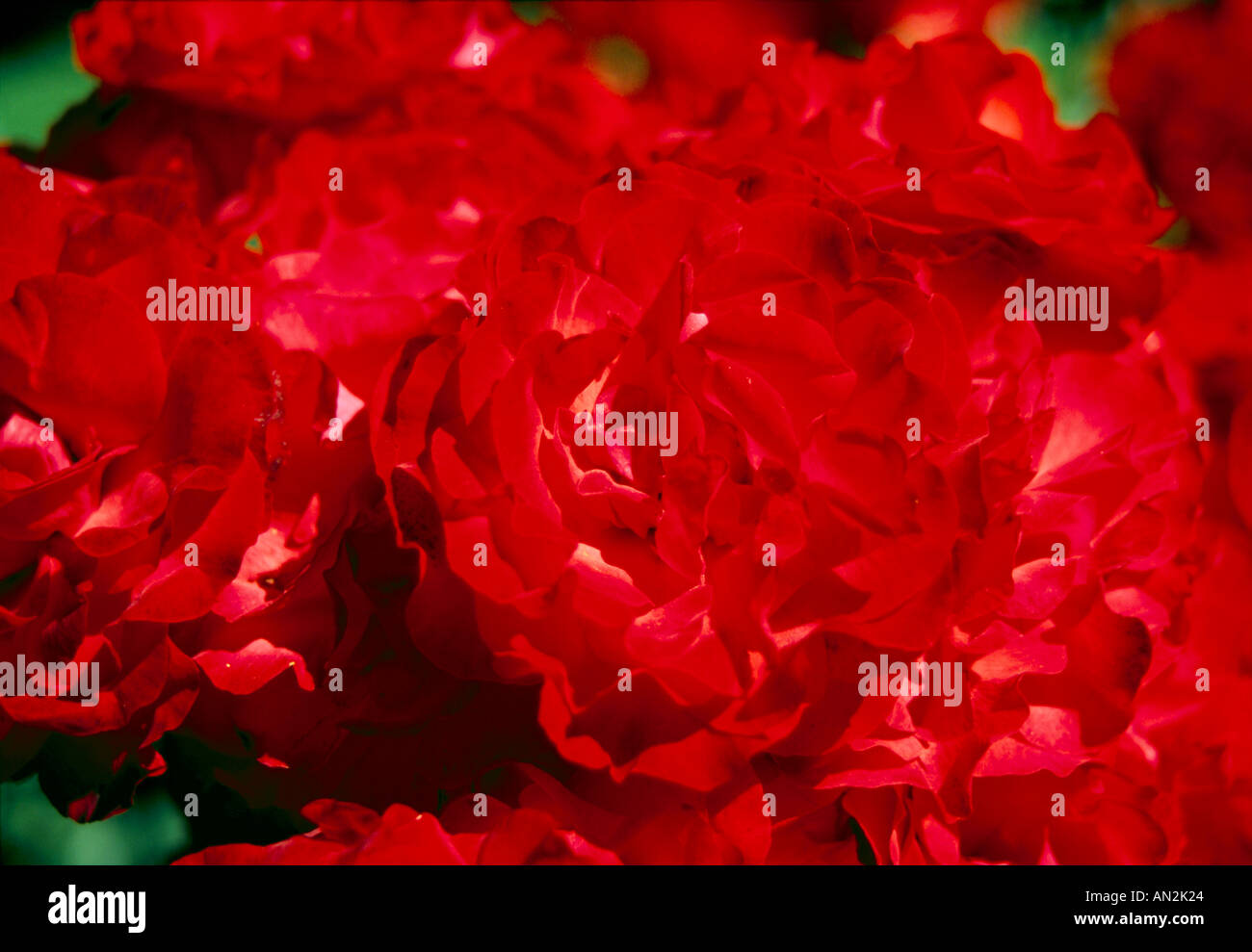 New zealand red roses hi-res stock photography and images - Alamy