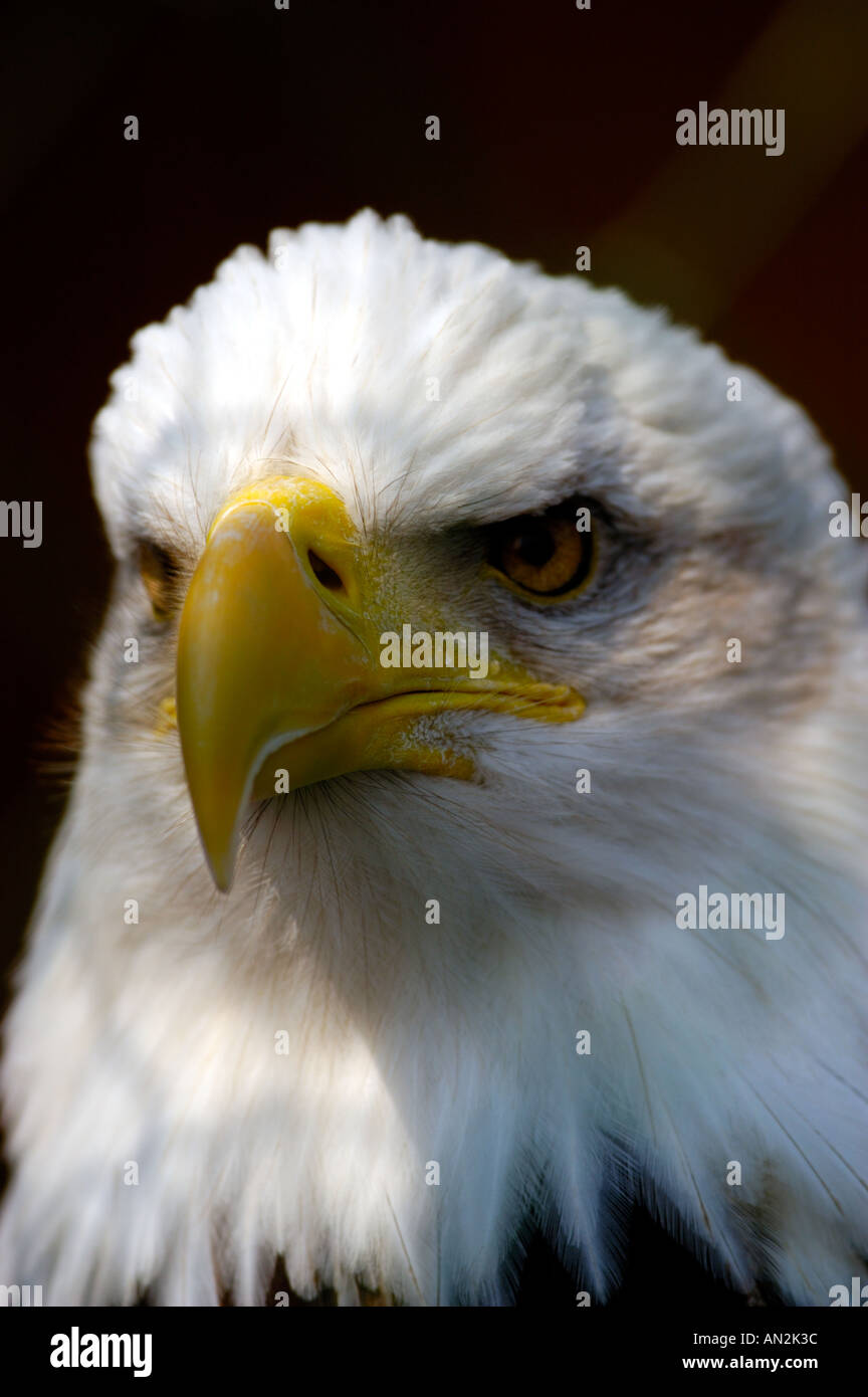 One bald eagle feather isolated hi-res stock photography and images - Alamy