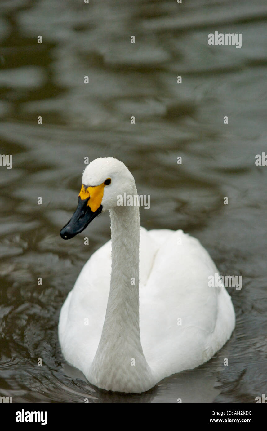 Cygnus columbianus bewickii neck hi-res stock photography and images ...
