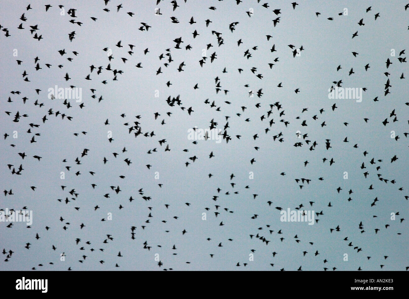 Starling flock murmuration Stock Photo - Alamy