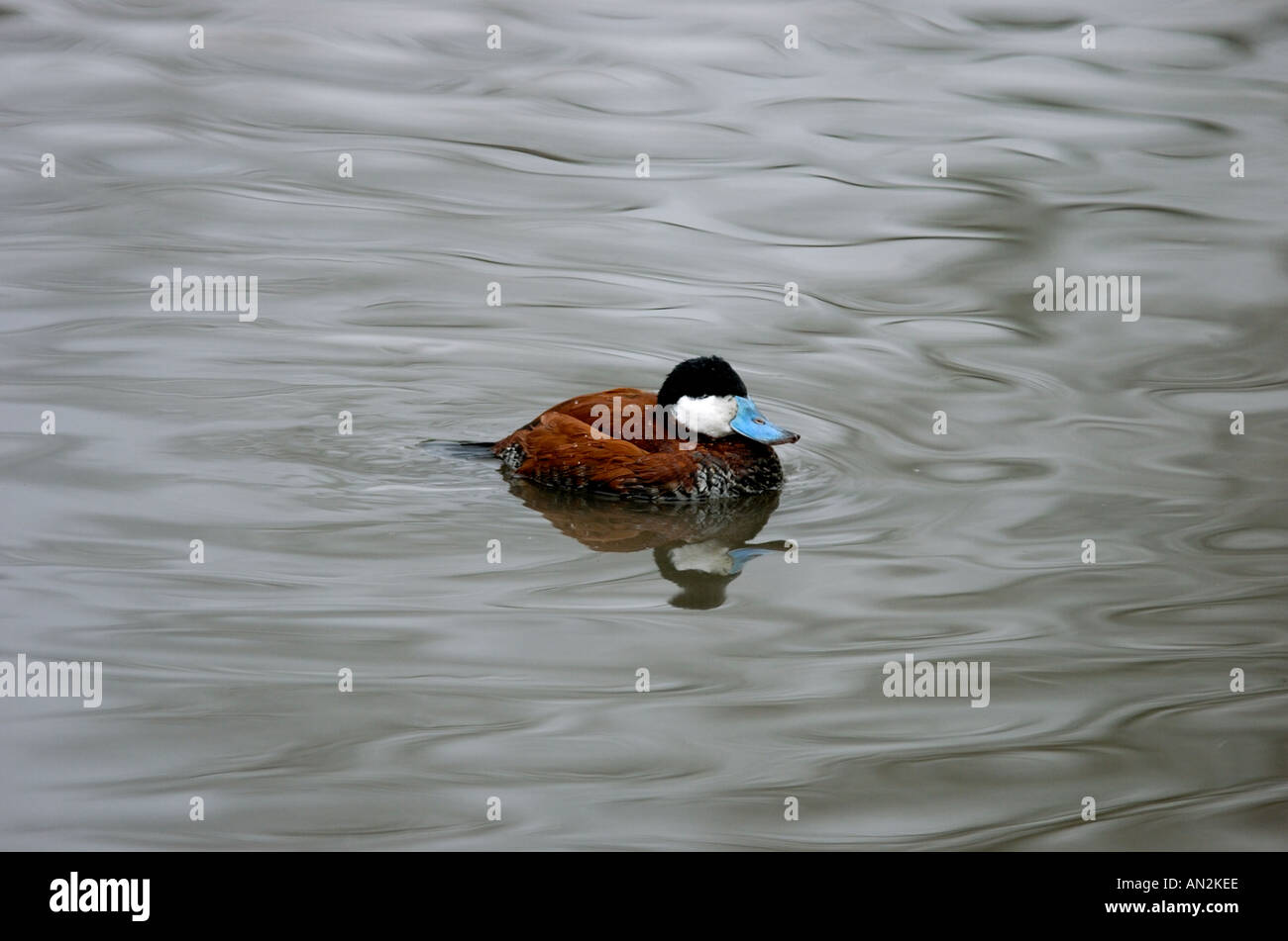 British ruddy duck hi-res stock photography and images - Alamy