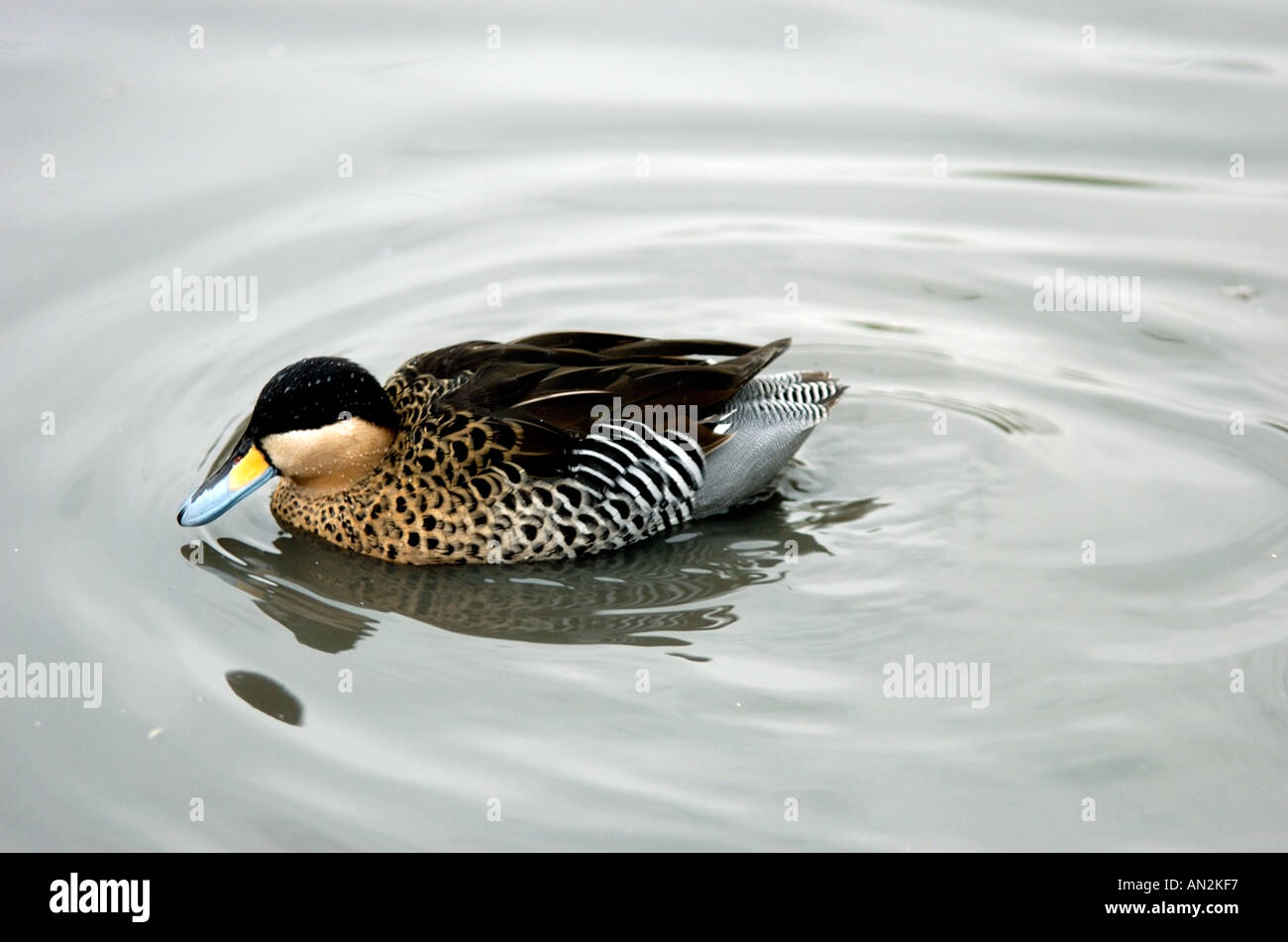 Silver ducks hi-res stock photography and images - Alamy