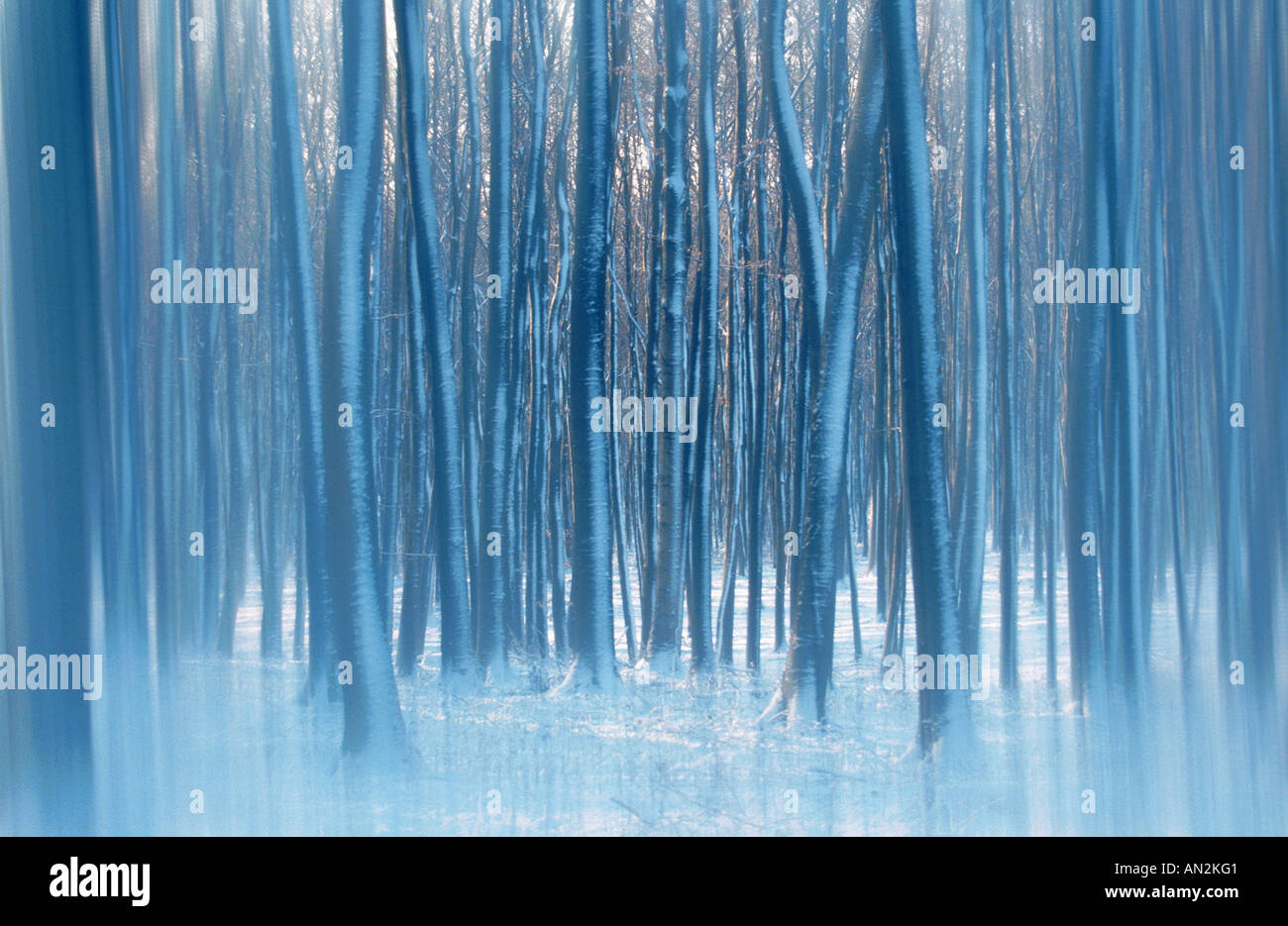 Double exposure trees in hi-res stock photography and images - Alamy