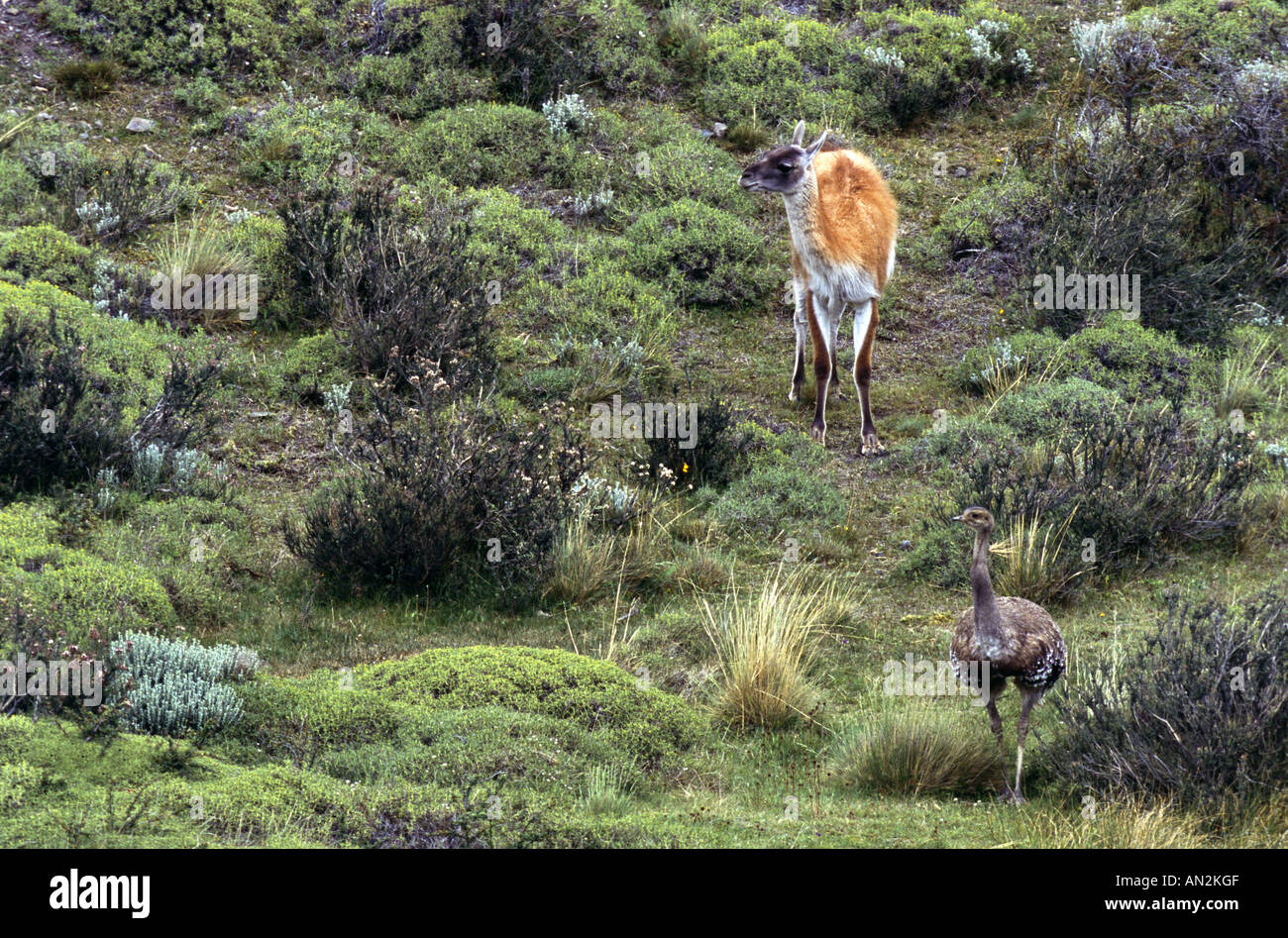 guanaco (Lama guanicoe), and rhea, Chile, Torres del Paine National ...