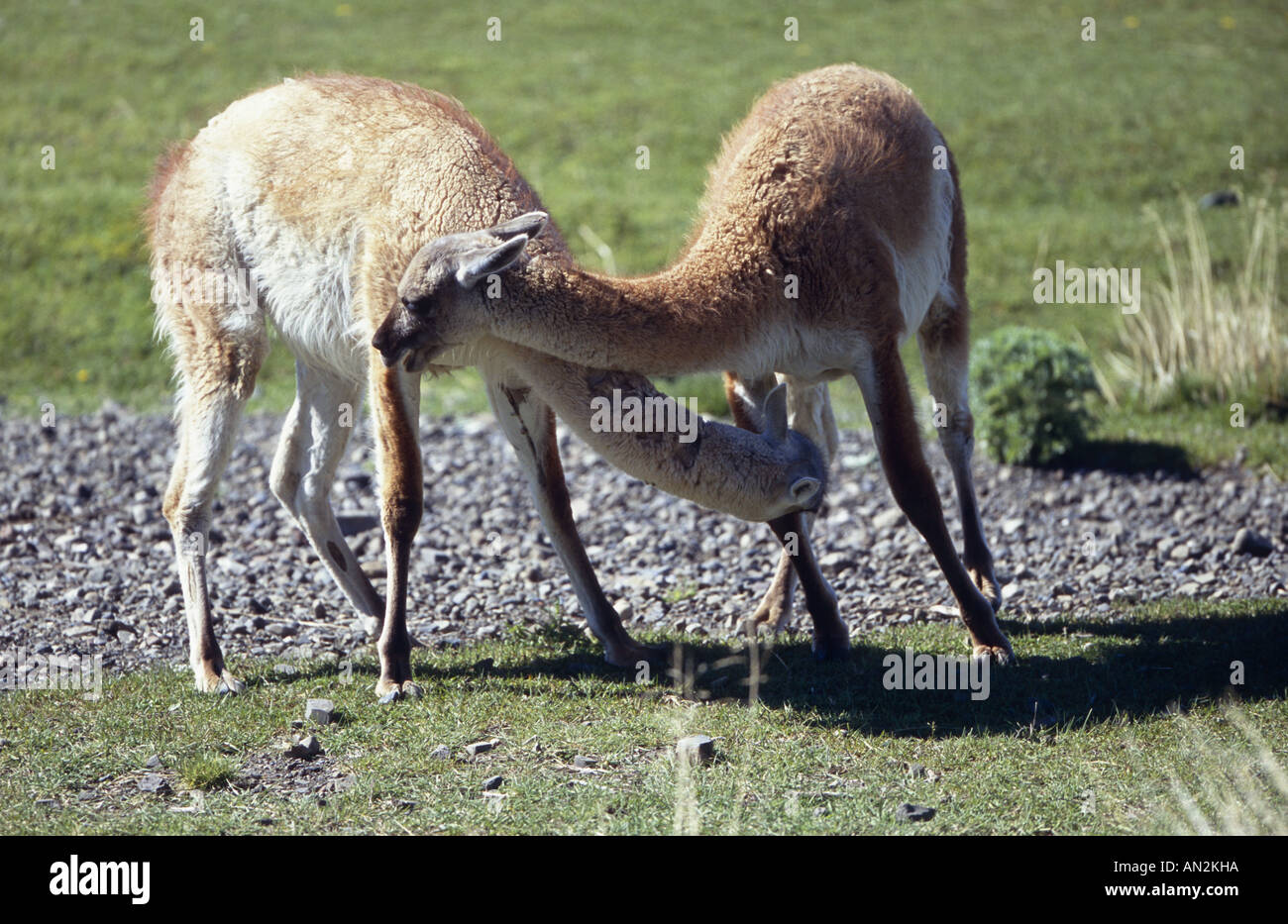 guanaco (Lama guanicoe), fighting, Chile, Torres del Paine National ...