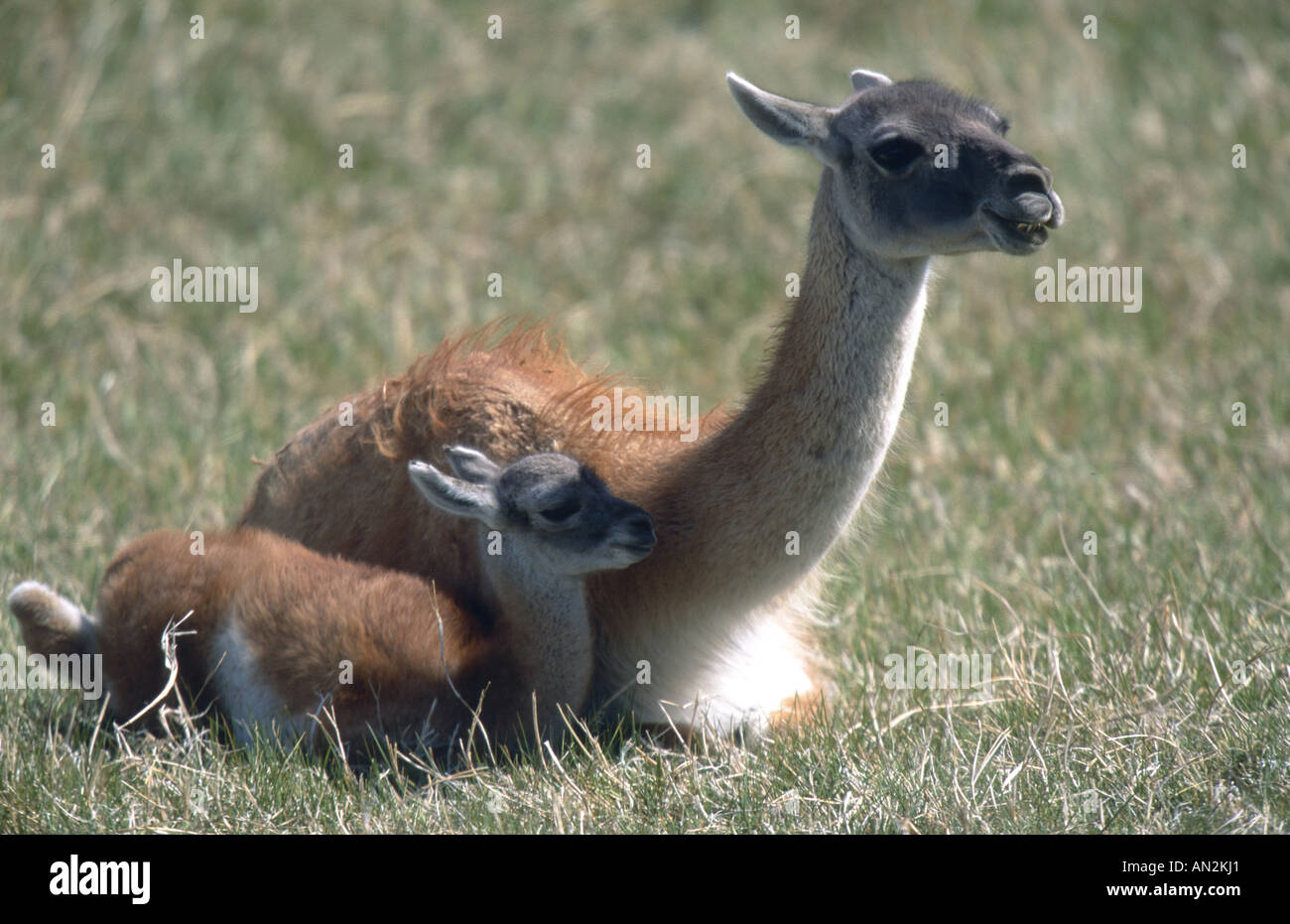 guanaco (Lama guanicoe), mother with foal, Chile, Torres del Paine ...