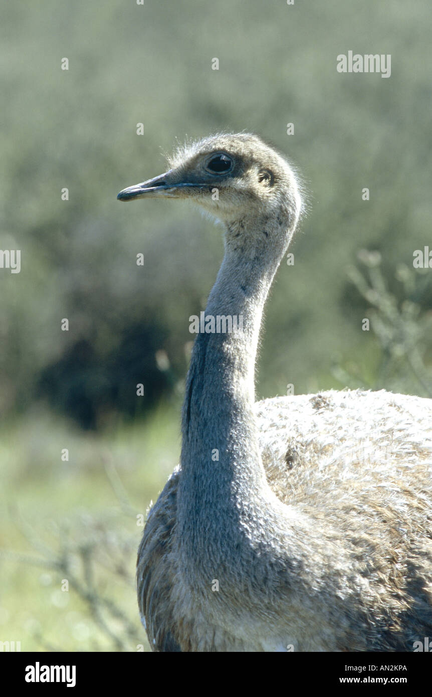 lesser rhea (Pterocnemia pennata), portrait, Chile Stock Photo - Alamy