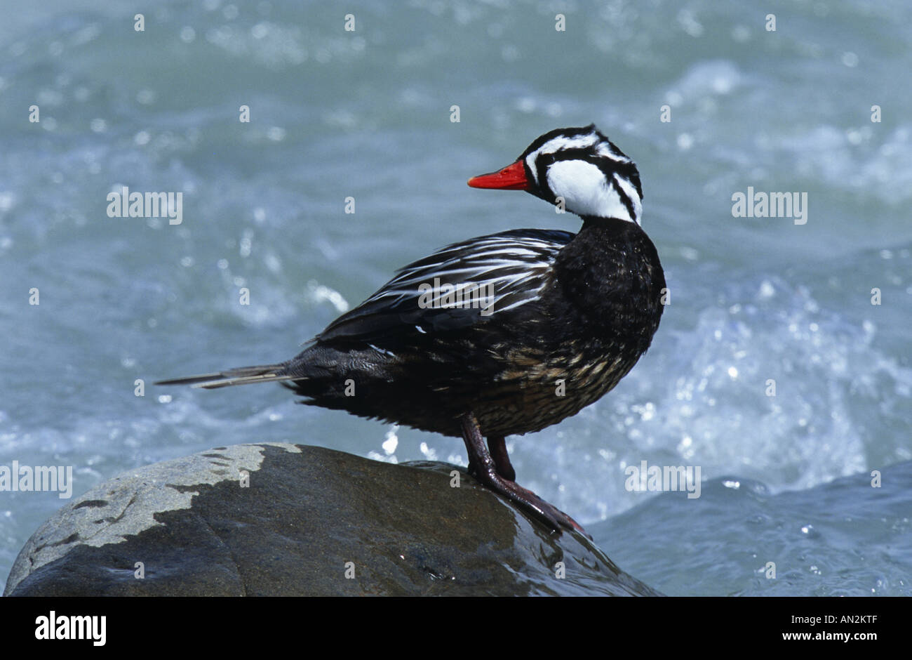 Drake torrent hi-res stock photography and images - Alamy