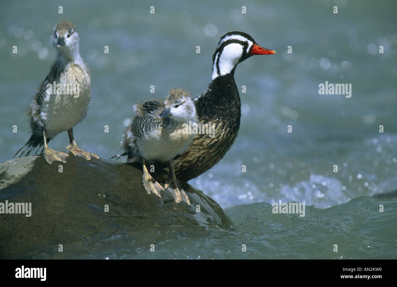 Torrent duck chicks hi-res stock photography and images - Alamy