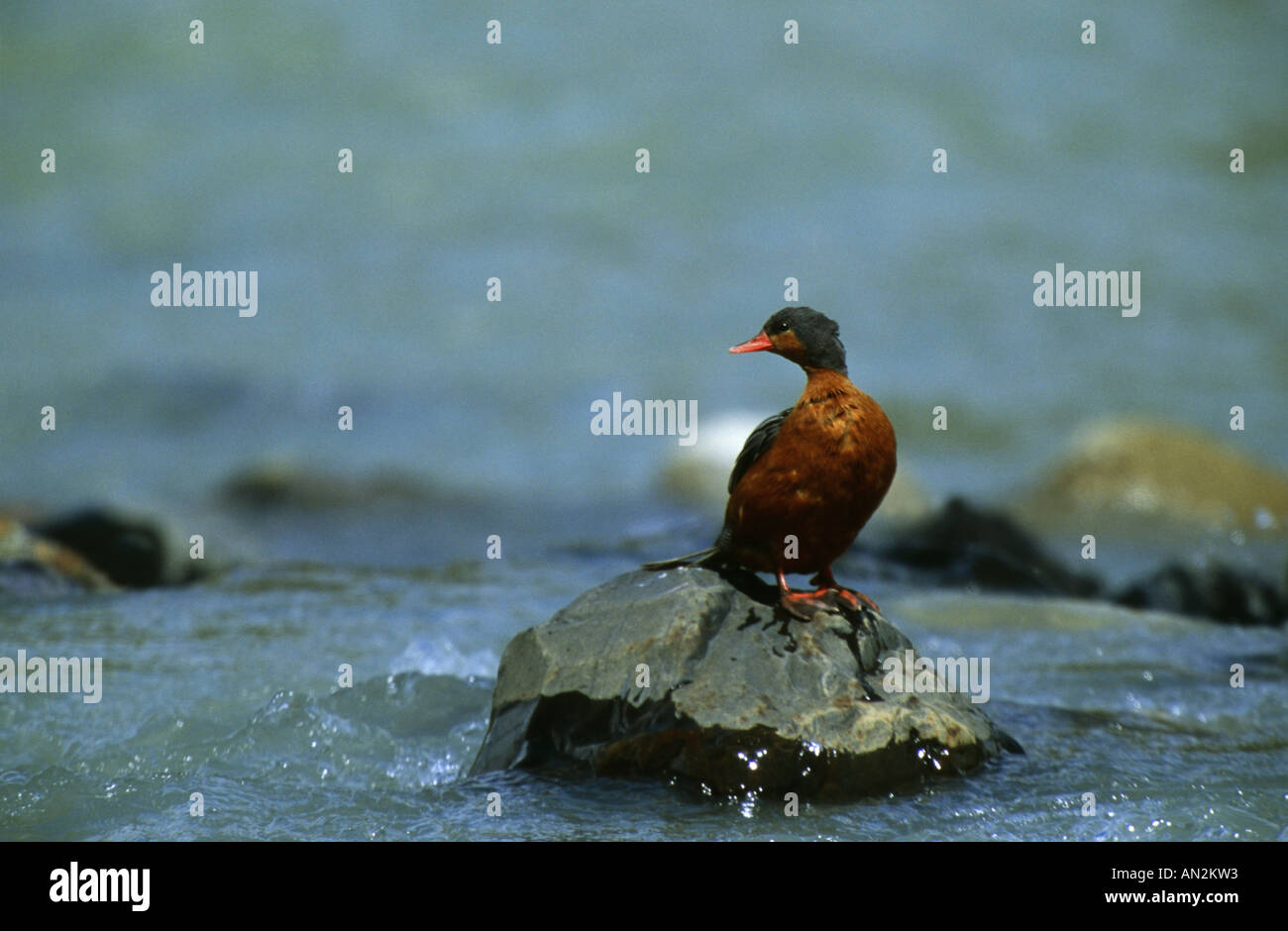 Torrent duck chile hi-res stock photography and images - Alamy