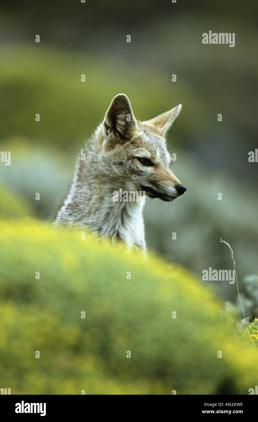 Pampas fox (Pseudalopex gymnocercus, Dusicyon gymnocercus), portrait ...