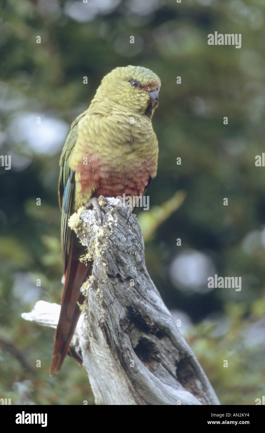 Austral conure south america hi-res stock photography and images - Alamy